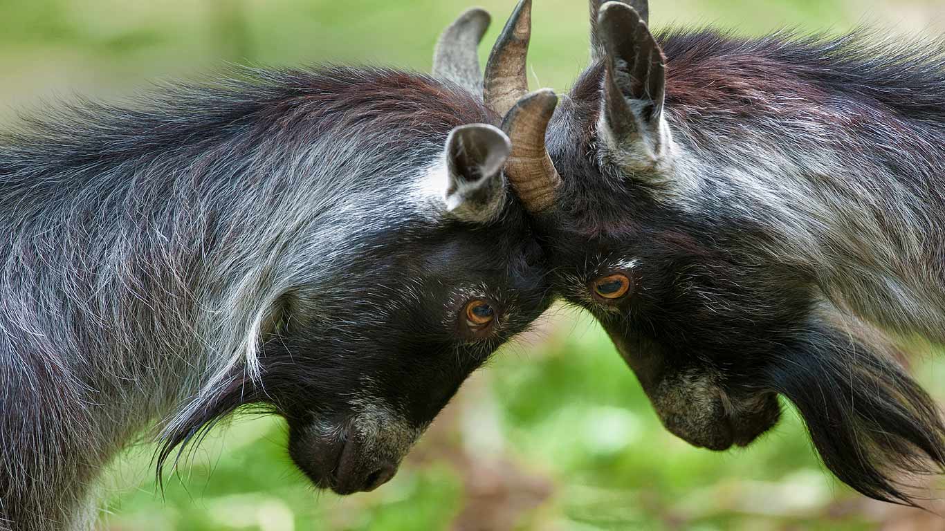 What Can Headbutting Goats Reveal About Brain Injury? | Bobby Schindler